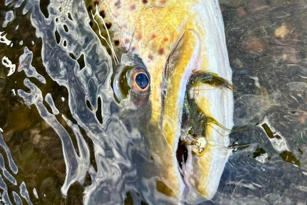 Fishing Reports – Big Sky Anglers