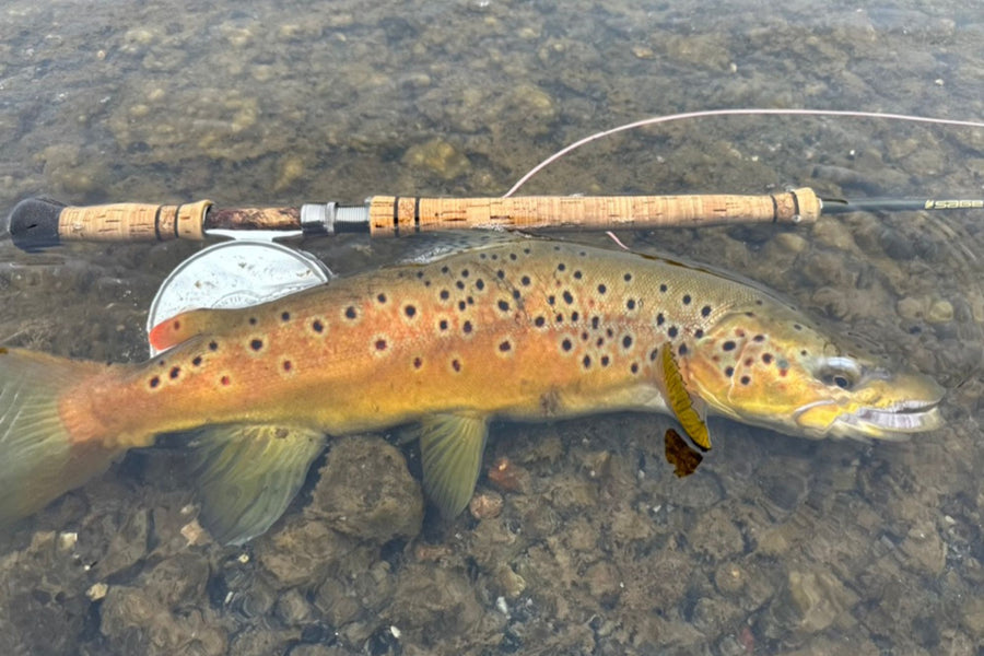 YNP Report – Big Sky Anglers