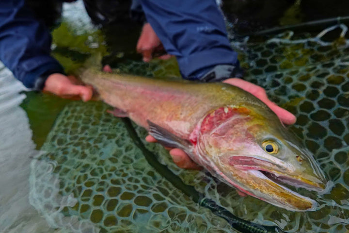 YNP Report – Big Sky Anglers