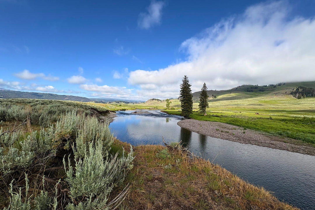 YNP Report – Big Sky Anglers