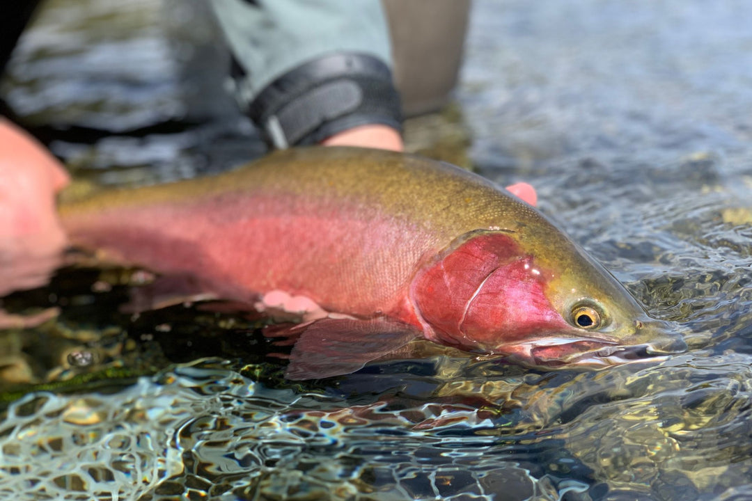 YNP Report – Big Sky Anglers