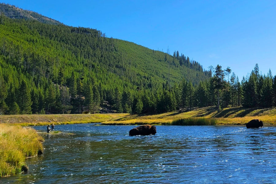 YNP Report – Big Sky Anglers