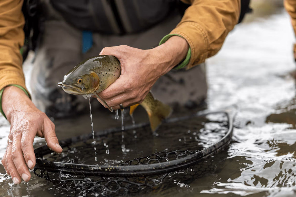 Yellowstone National Park to extend fishing season on three rivers - M ...